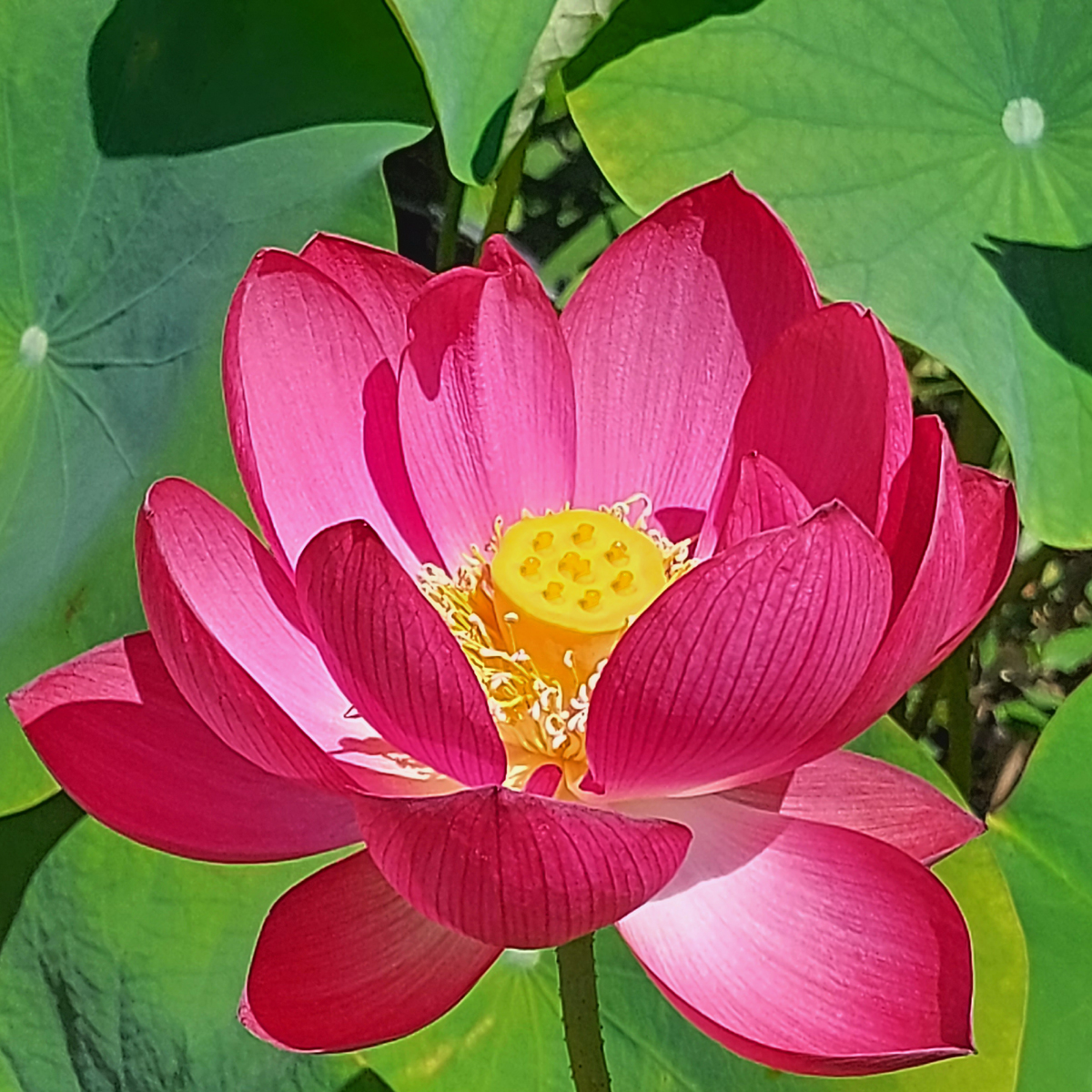 Lotus Blume 'Red' , Nelumbo nucifera 'Red' - Jungle Farm