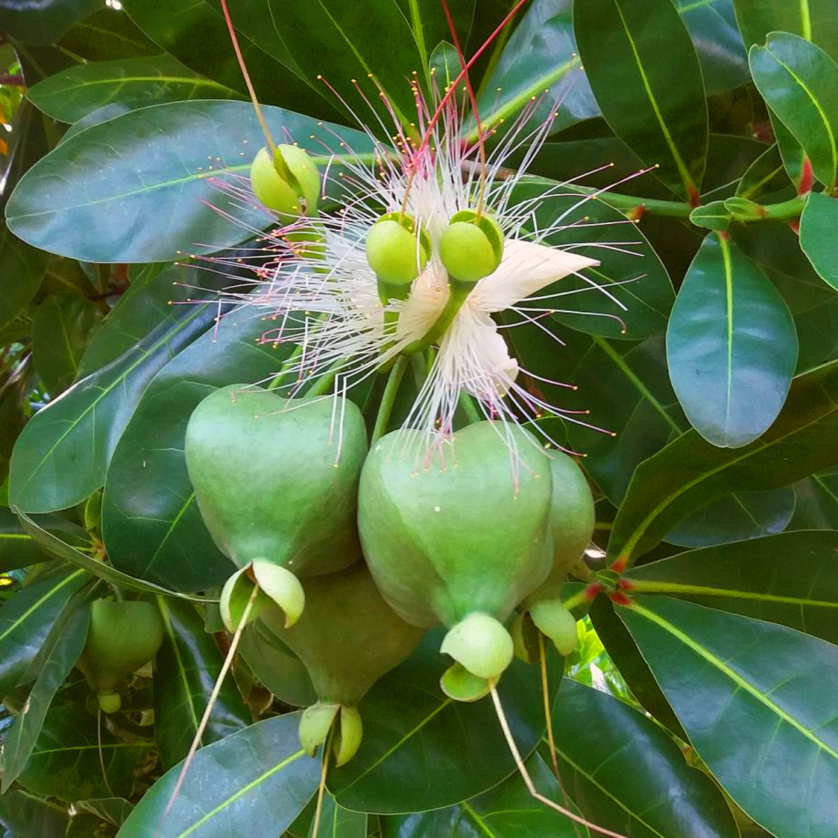 Barringtonia asiatica, Ozean Gift Mangrove - Jungle Farm