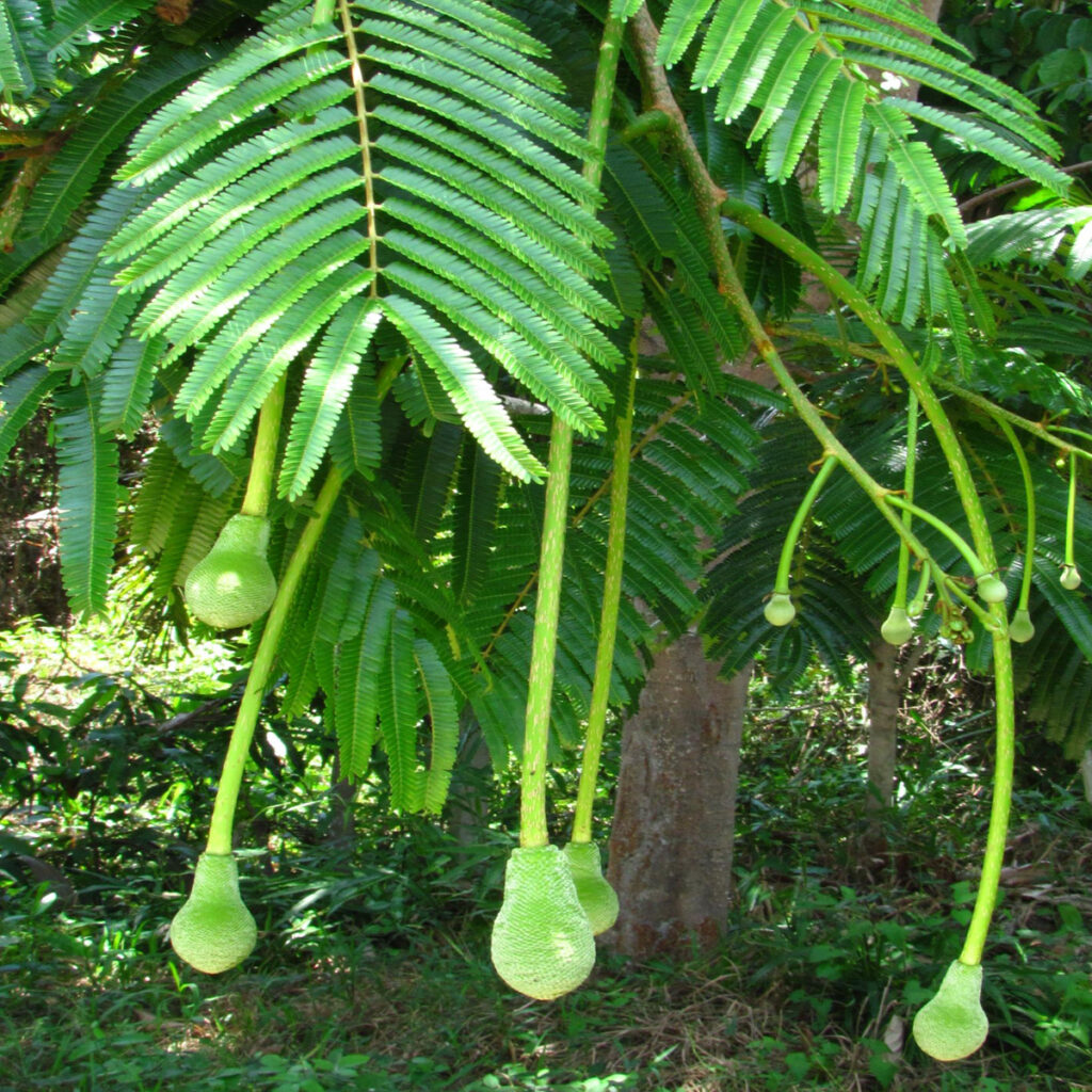 African Locust Bean, Parkia biglobosa - Jungle Farm